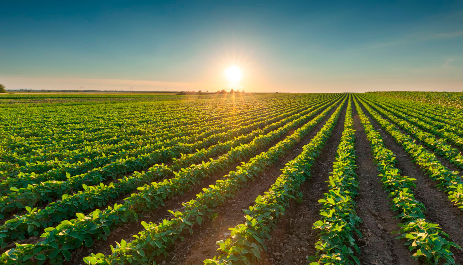 Acfrup – Exportación de Frutas y Productos